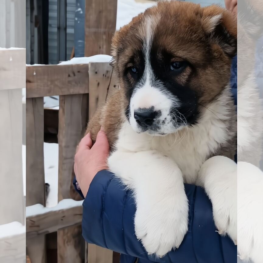 Среднеазиатская овчарка, щенок