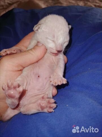 Котенок корниш - кудрявая принцесса