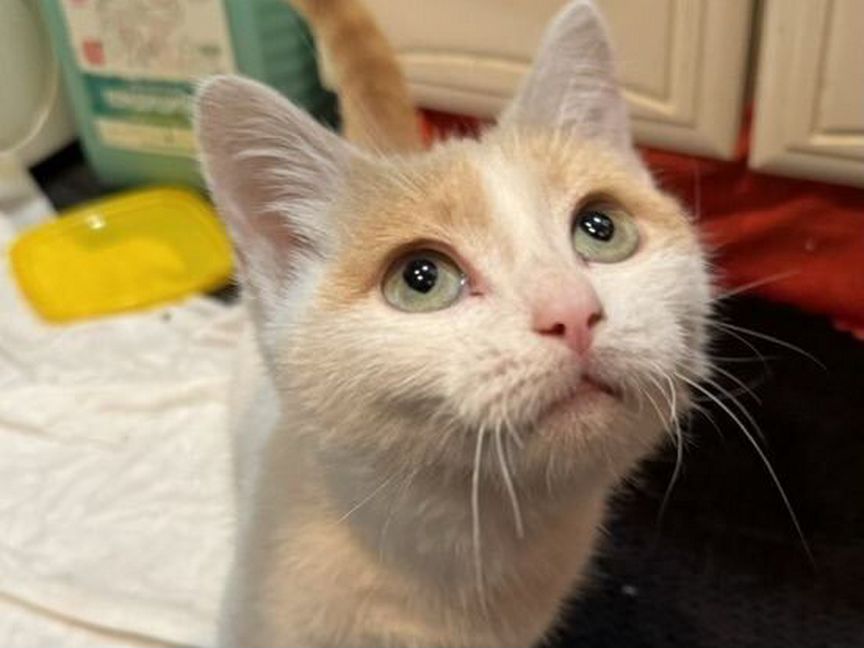 Котенок мальчик в добрые руки