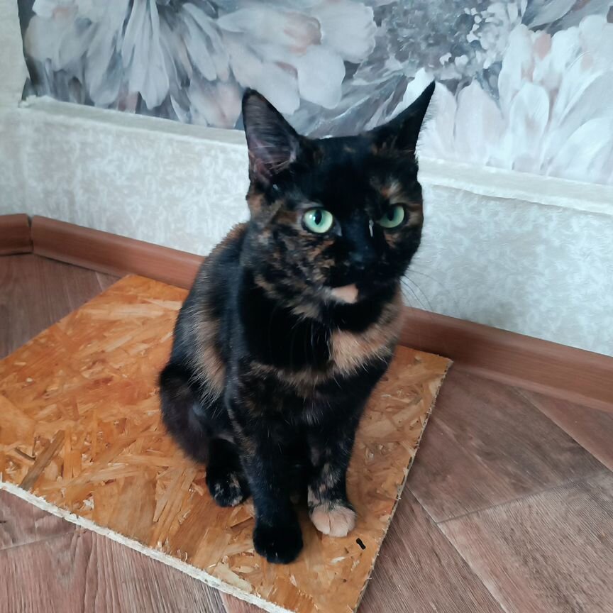 Взрослая, кошка в добрые руки