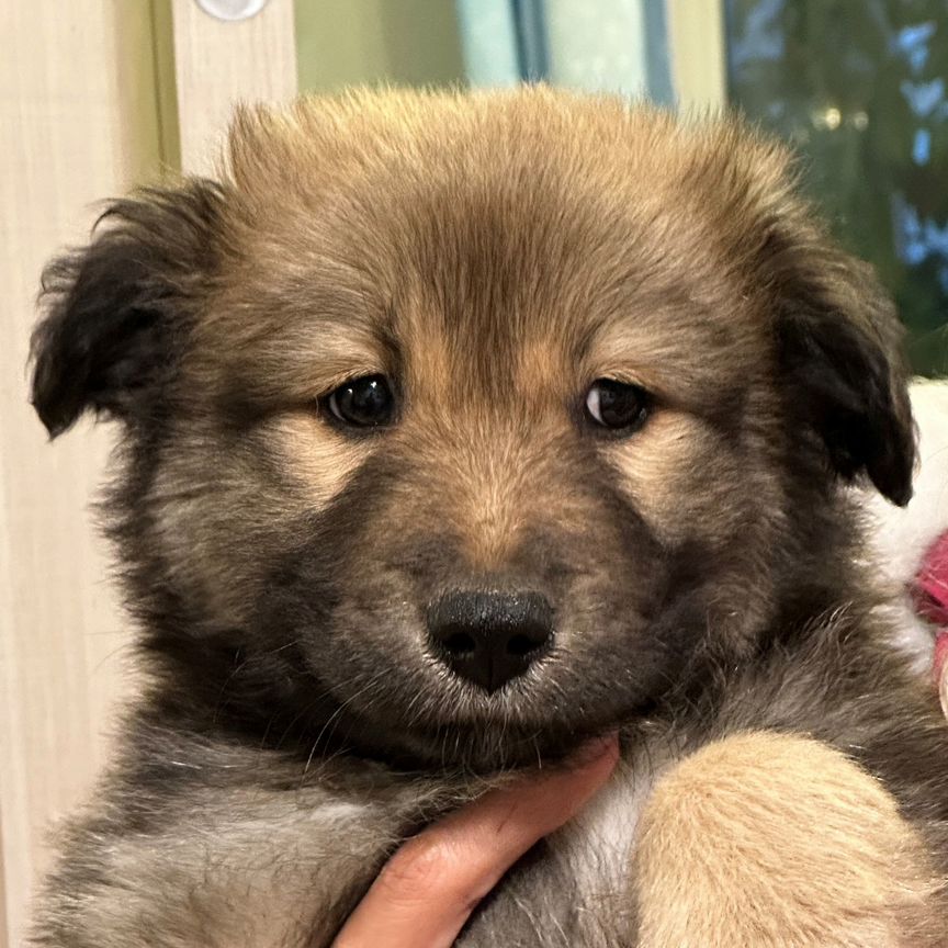 Ласковый карапуз найден на улице