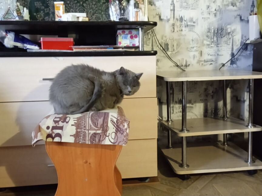 Кот добрый ласковый в лоток аккуратно ходит