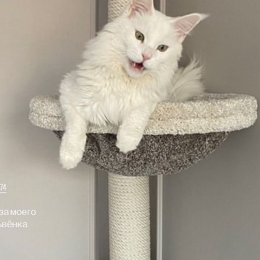 Когтеточка столбик настенная с гамаком лежанкой