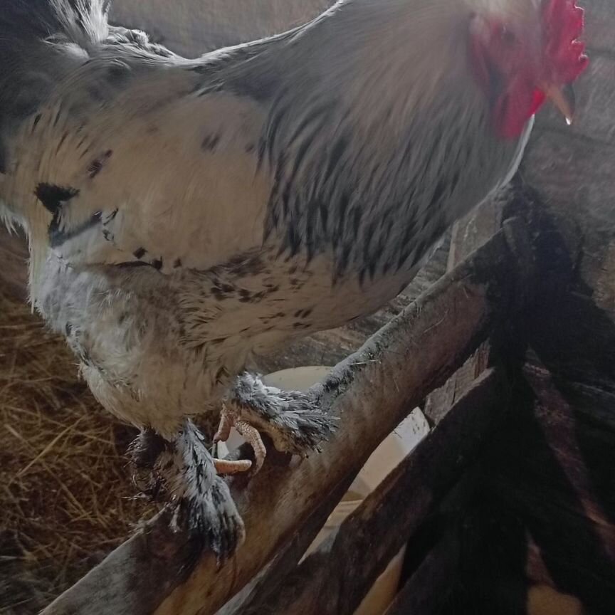 Петух, гуси