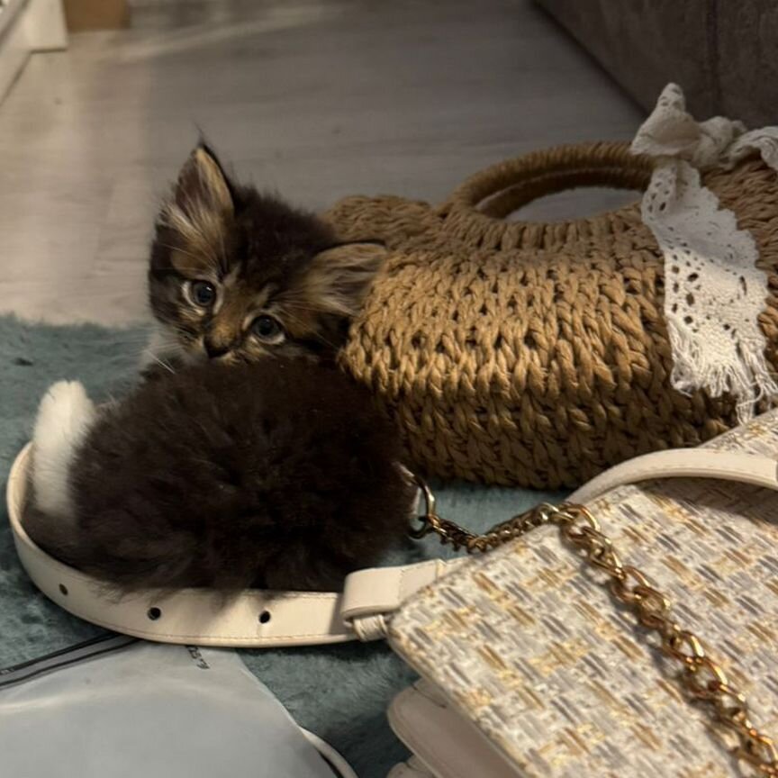 Котенок в добрые руки даром бесплатно