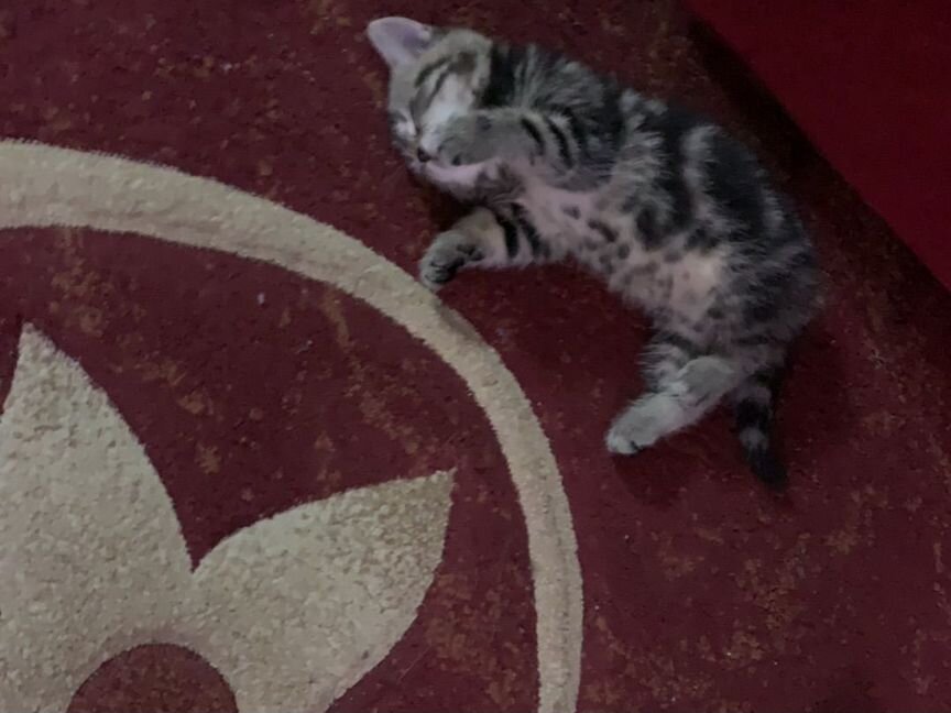 Котенок британец(девочка) 3 месяца
