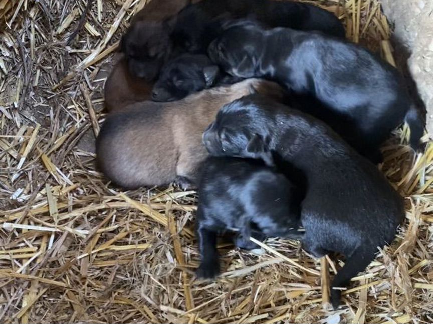 Собаки щенки