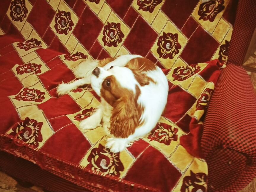 Вязка кавалер кинг чарльз спаниель