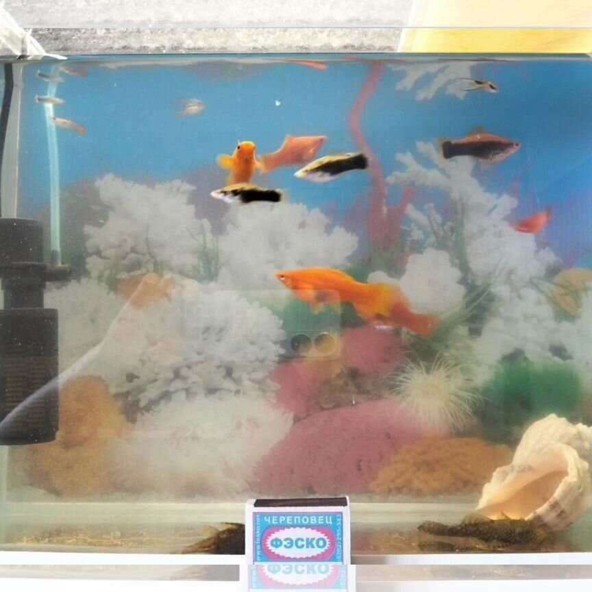 Аквариумные рыбки меченосцы