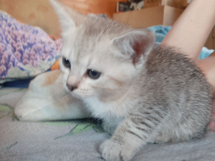 Британский котенок девочка дымка бесплатно