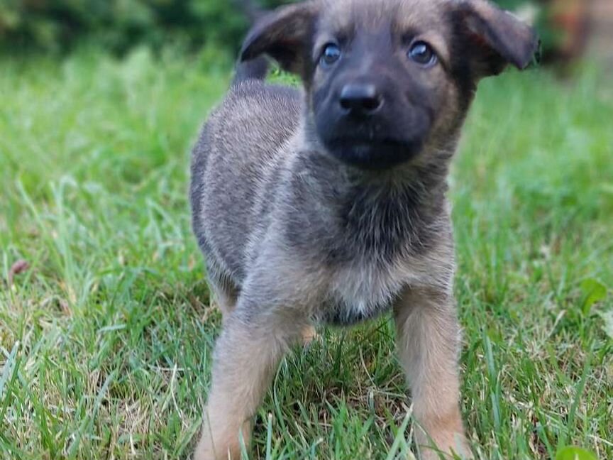 Не Бельгийская овчарка щенок в добрые руки