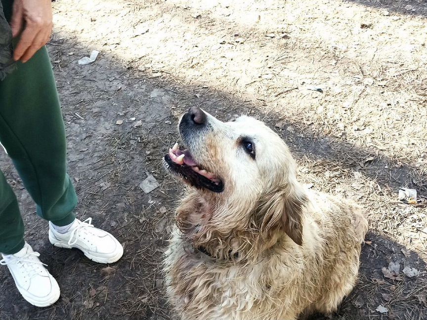 Найден ретривер