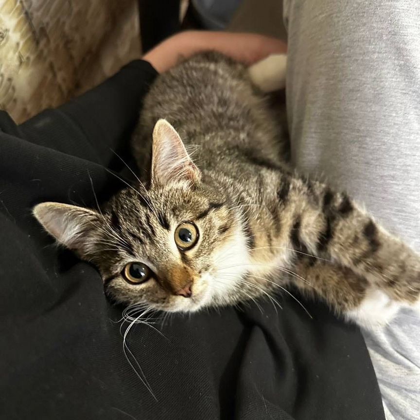 Котёнок в добрые руки