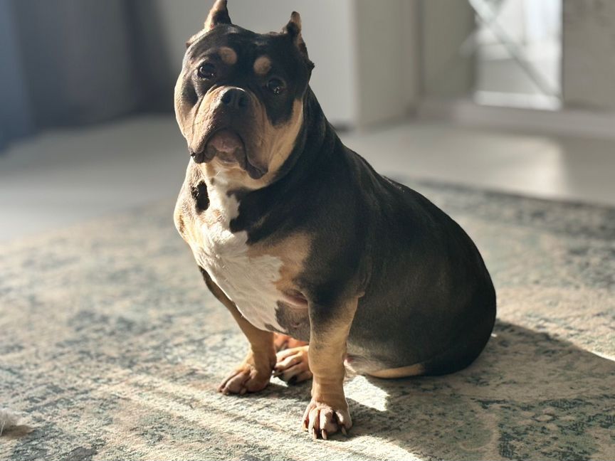 Американский булли