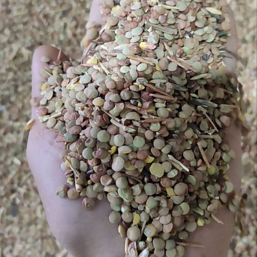 Чечевица зелёная отход