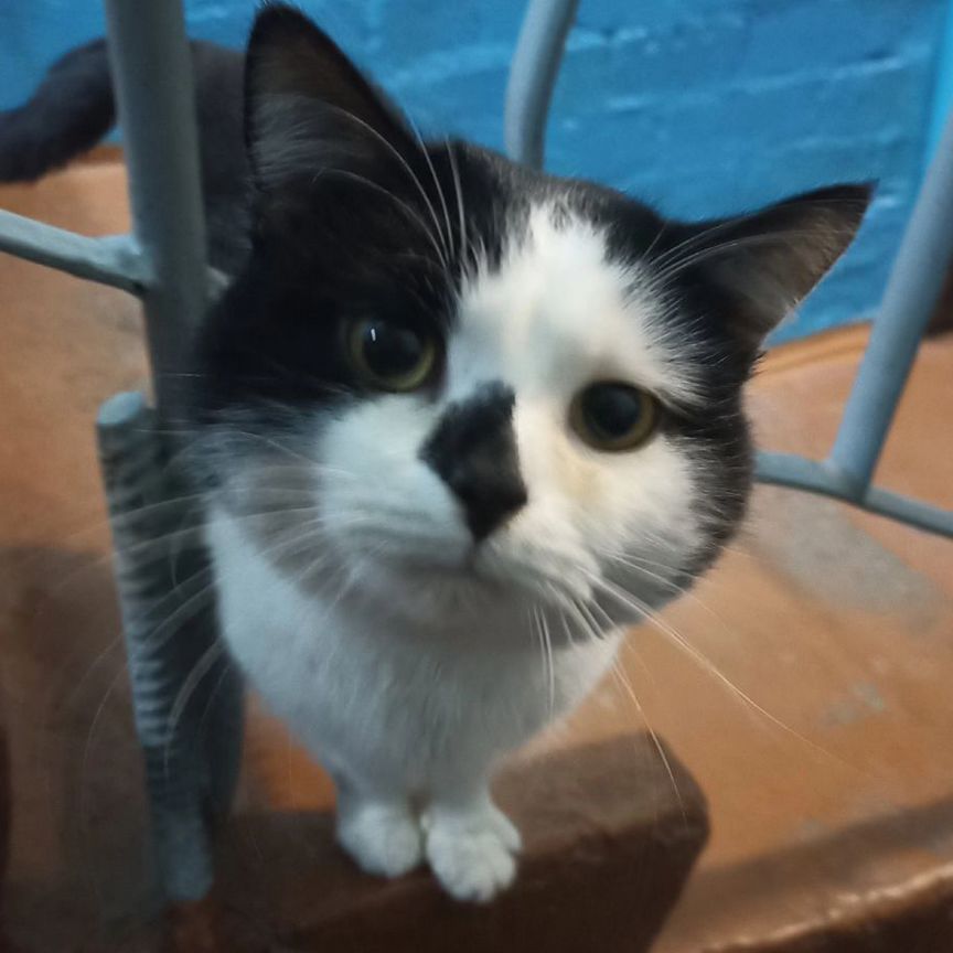 Котика бросили в подъезде