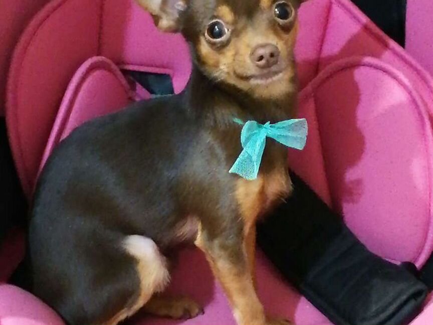 Мини Той-терьер для встреч