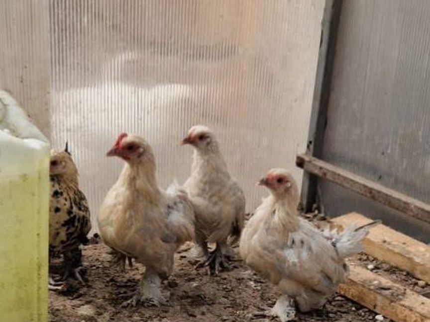 Декоративные куры, гигант, мильфлер