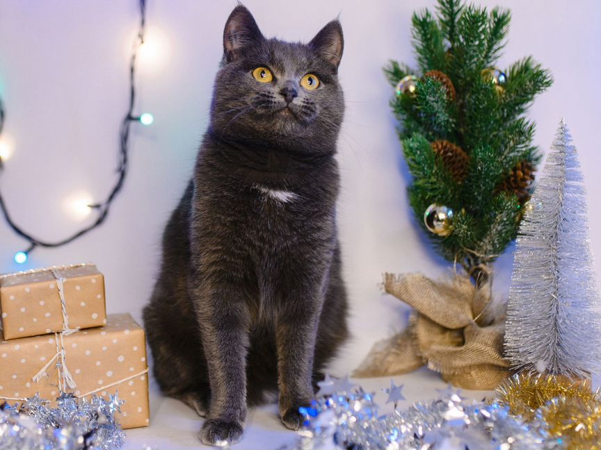 Луня в добрые руки