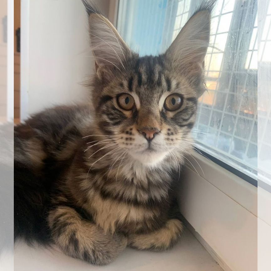 Мейн-кун котёнок