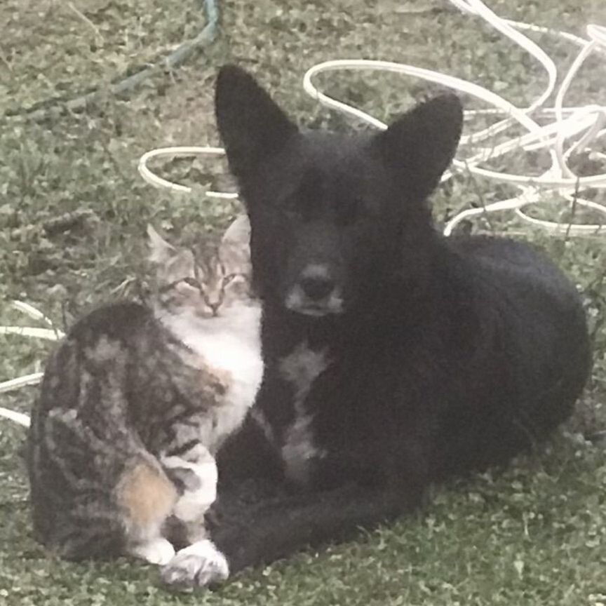 Собака помесь Лайки. Охранник в дом