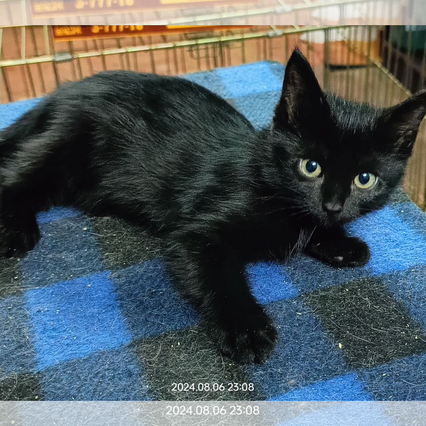 Котенок Бумер отдам в дар. Доставка