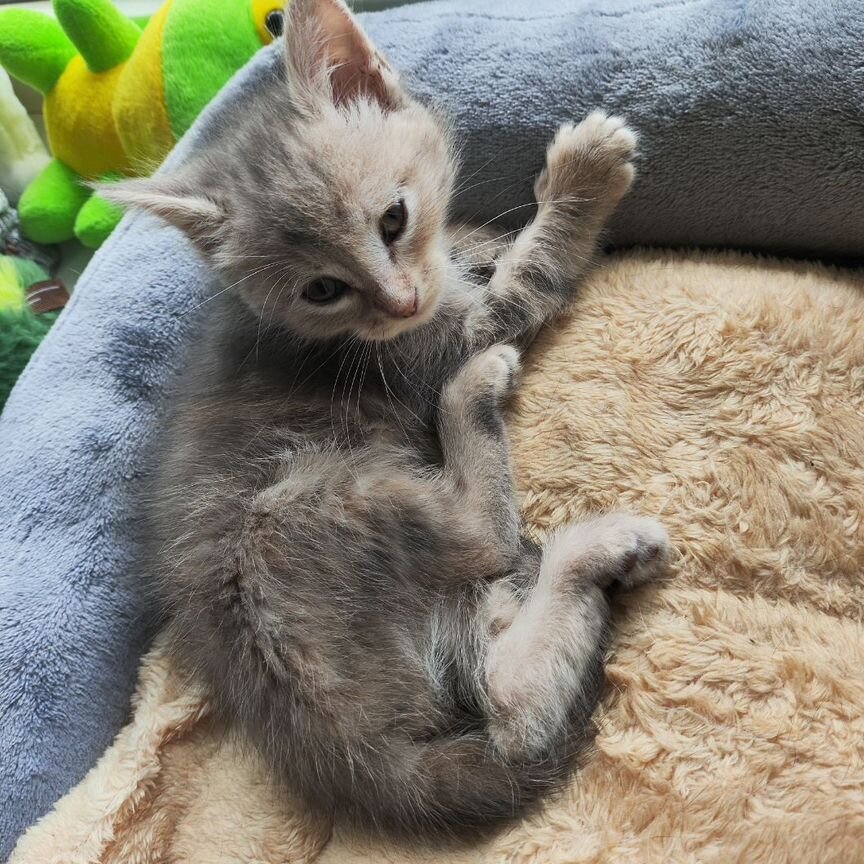 Котёнок в добрые руки