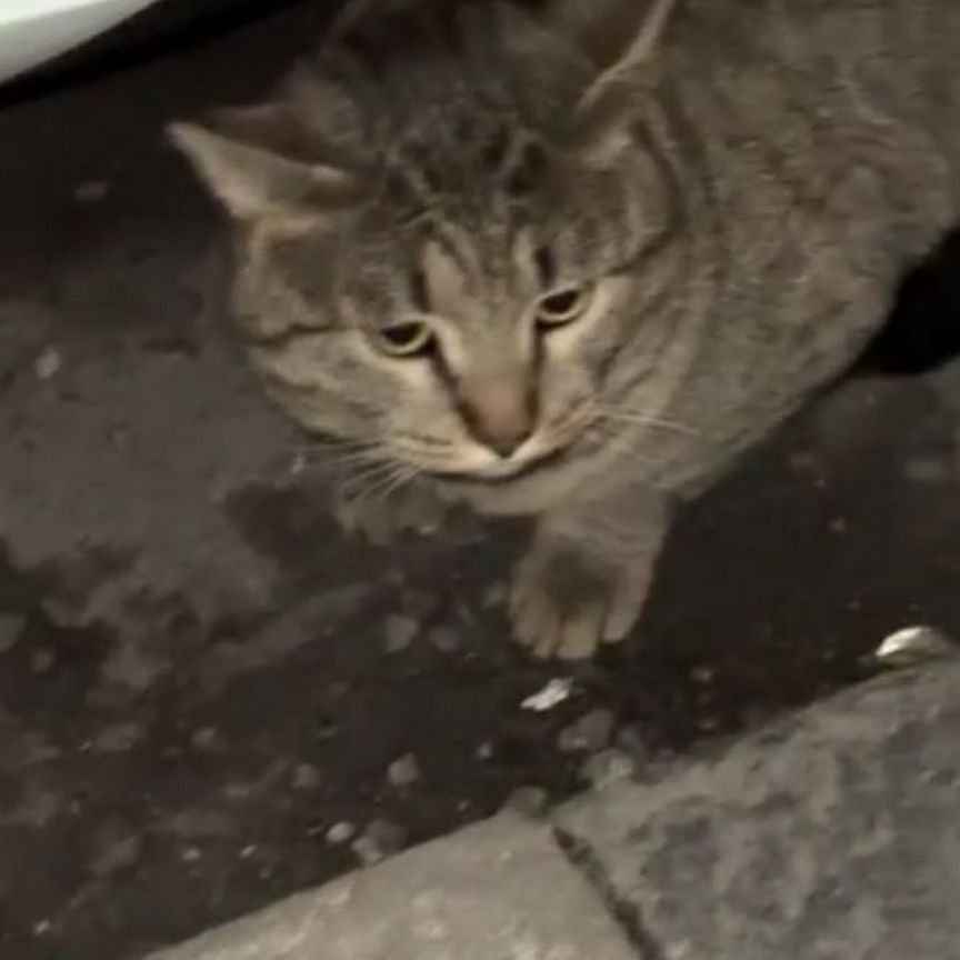 Котик