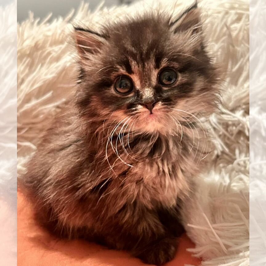 Котёнок в добрые руки