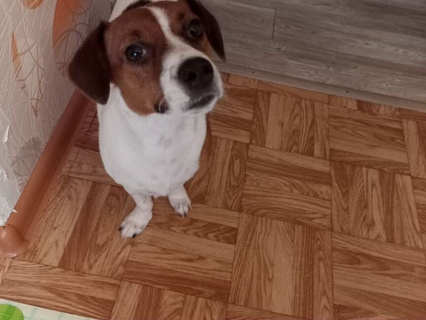 Собака джек рассел терьер девочка