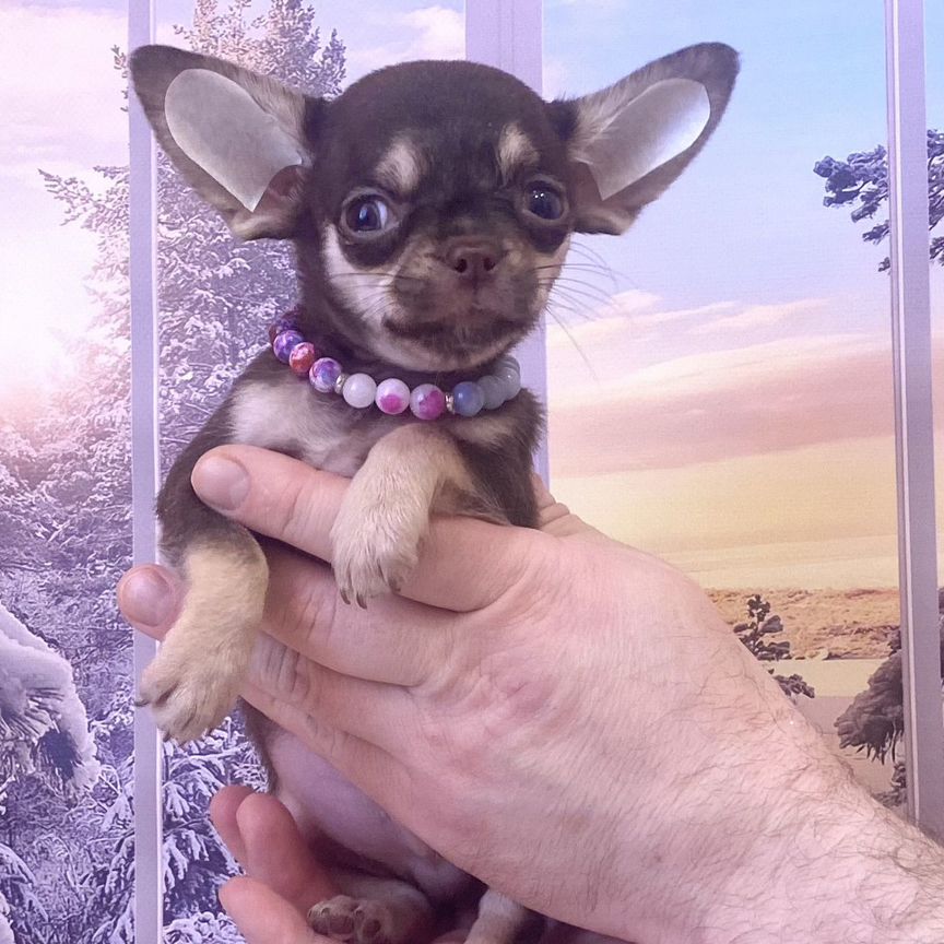 Чихуахуа, щенок