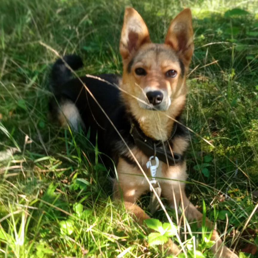 Взрослая собака в добрые руки