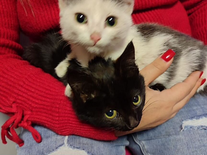 Котята найдёныши