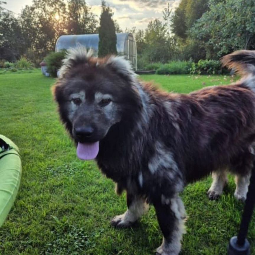 Кавказец в любящие ручки