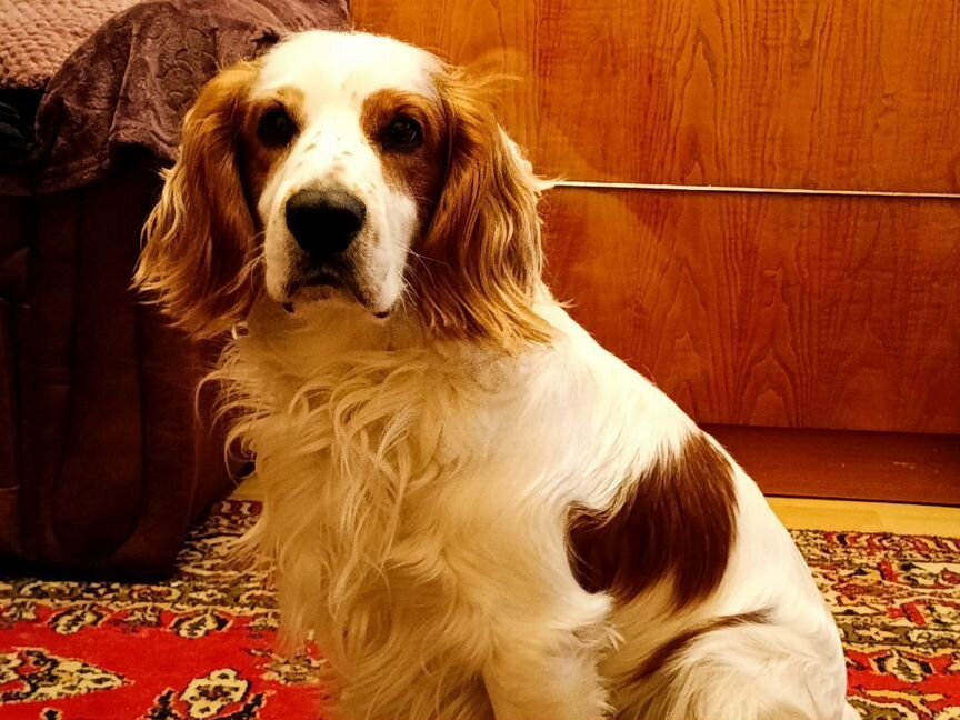 Спаниель Вязка