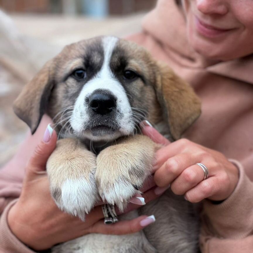 Плюшевая булочка ищет дом