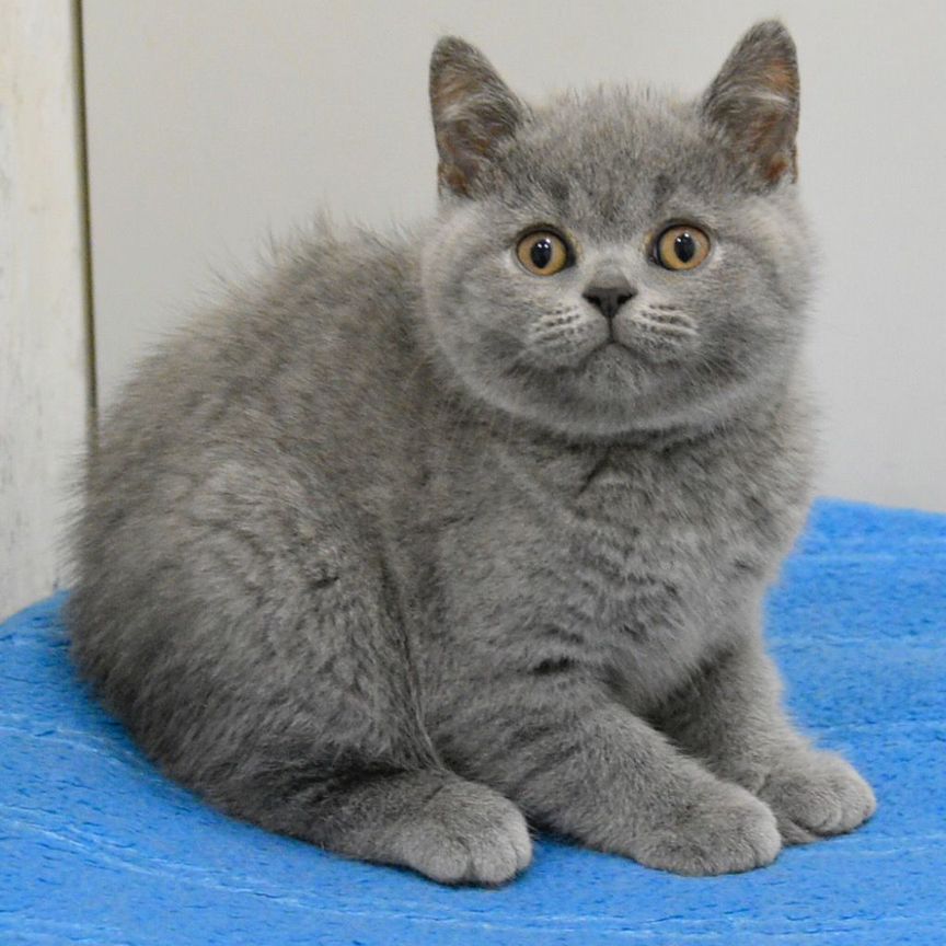 Британские котята мальчики с родословной