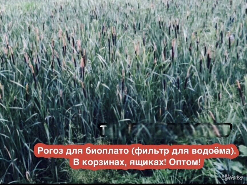 Камыш, Рогоз