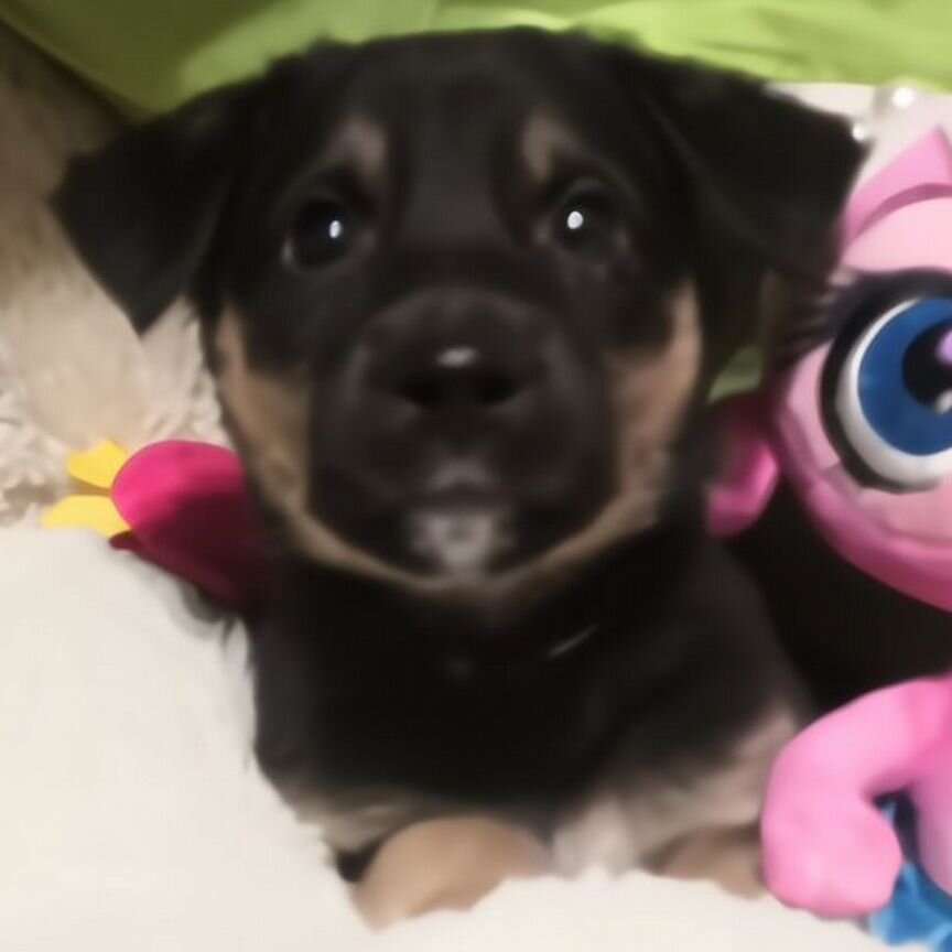 Щенок в добрые руки