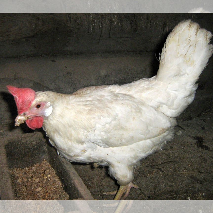 Куры несушки леггорн и петух