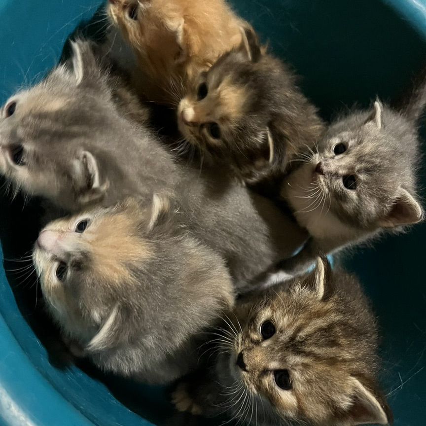 Котята мейн-кун