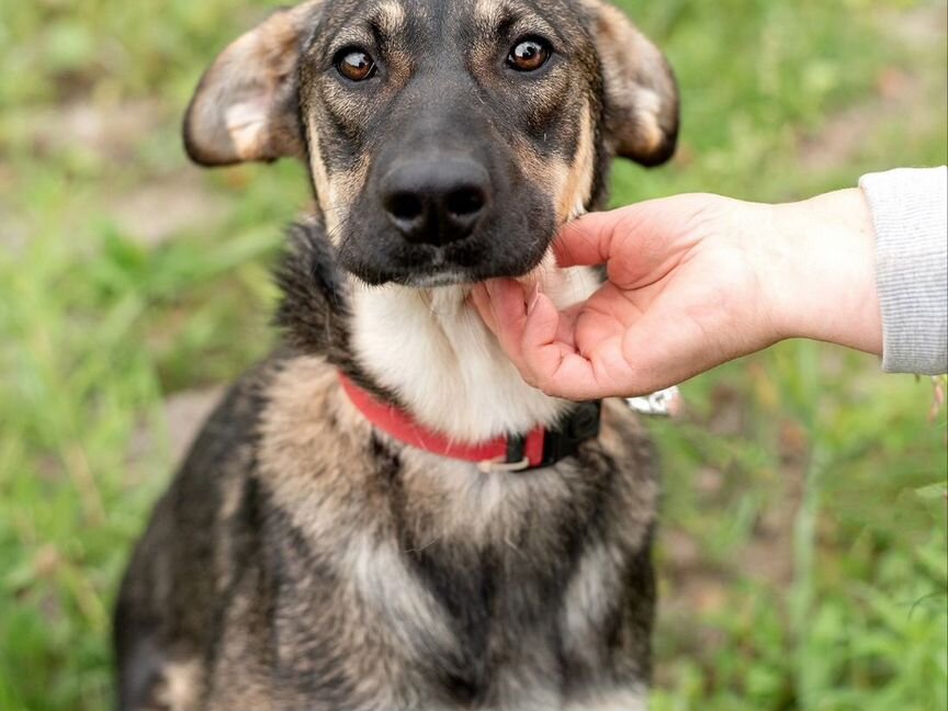 Собака в добрые руки до колена