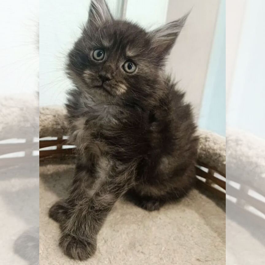 Мейн-кун котёнок