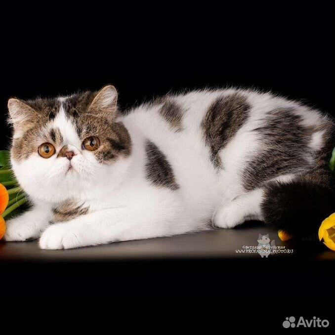 Горошек крупный, красивый котик