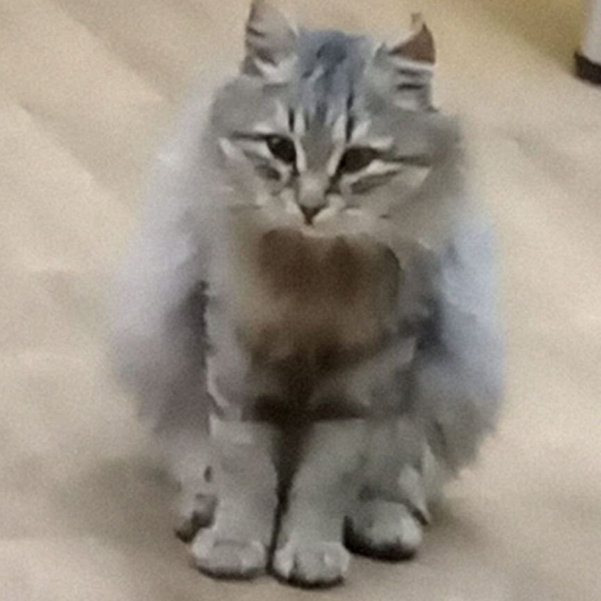 Котик ищет родителей