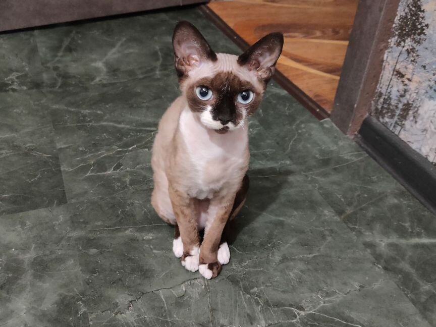 Продам котенка девон рекс