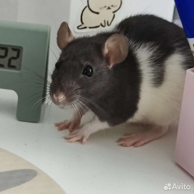 Крысенок девочка