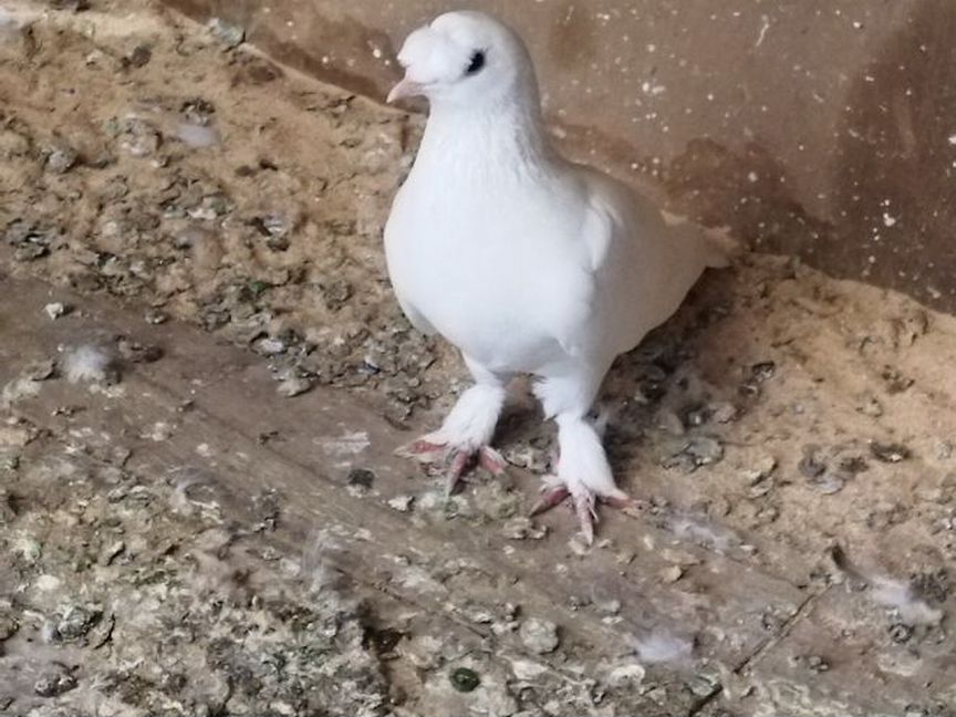 Голуби турецкий такла