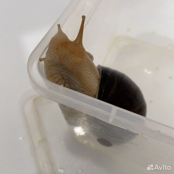 Улитки ахатина взрослая