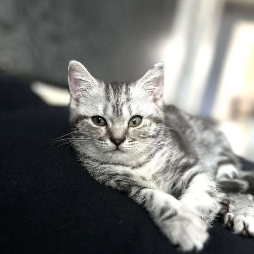 Британские котята